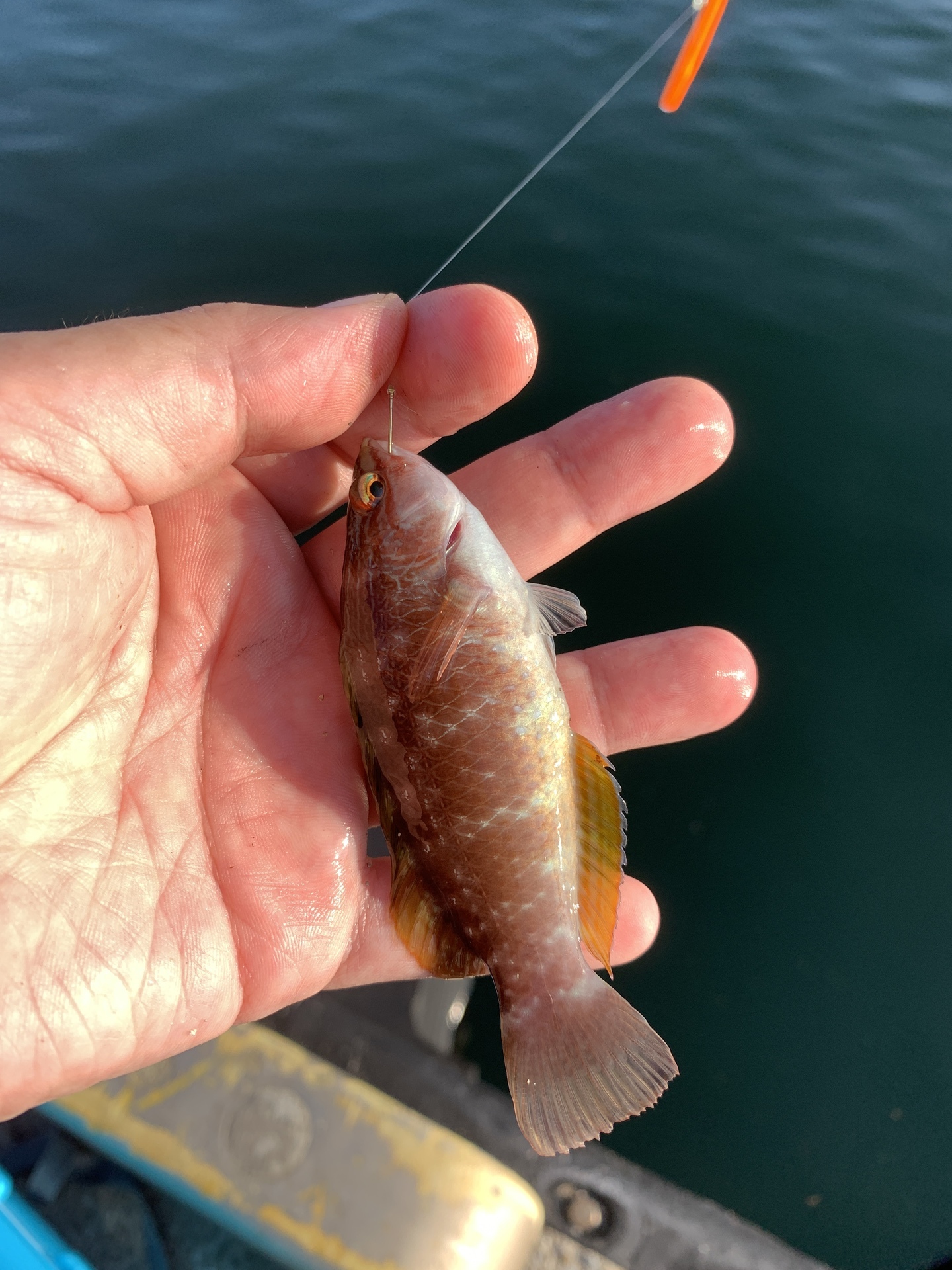 2025年9月8日（月）釣行記（三崎港→暁ふ頭）: やまたけ釣行日記2