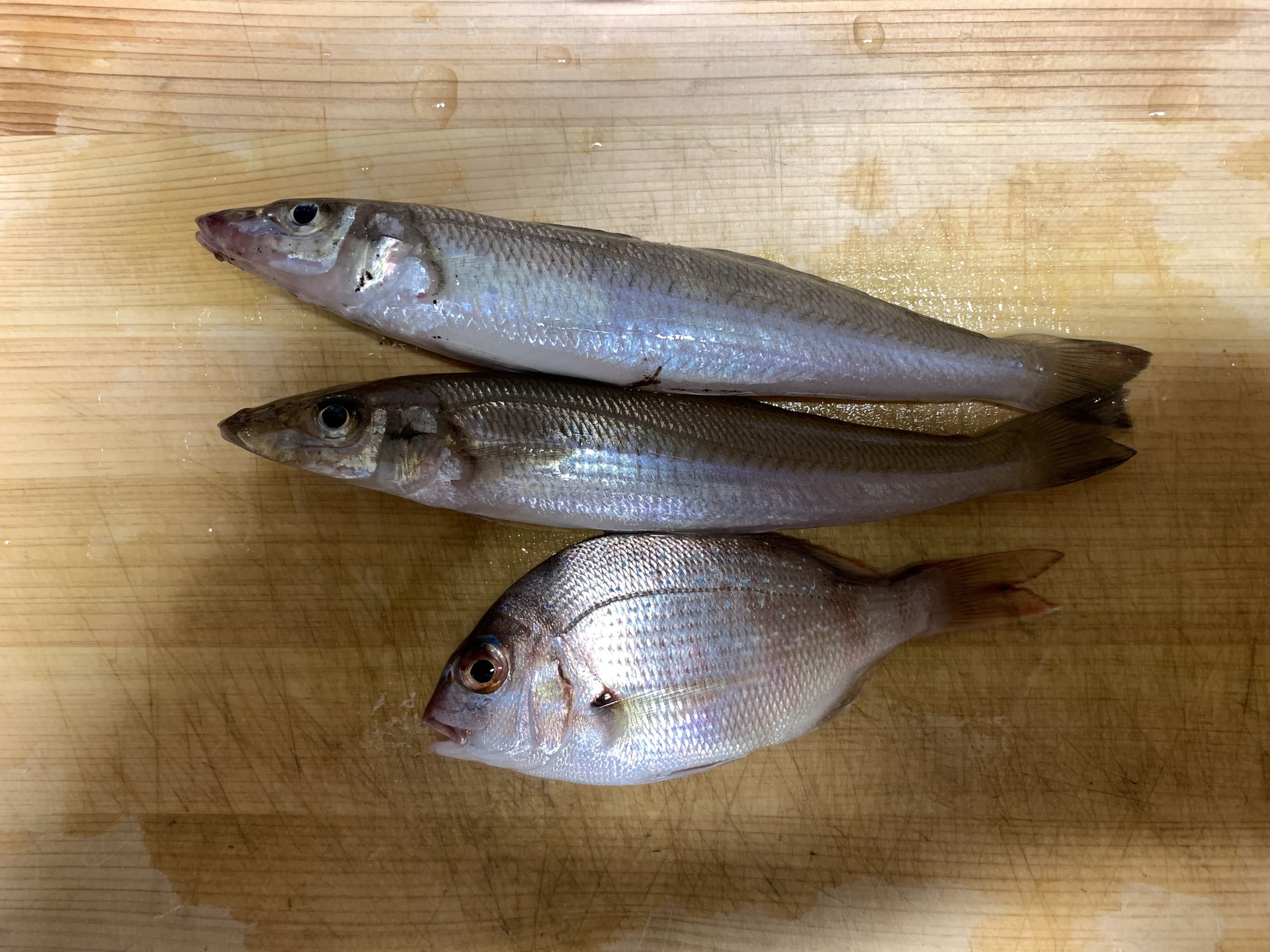 2023年7月24日（月）釣行記（館山～保田）: やまたけ釣行日記2